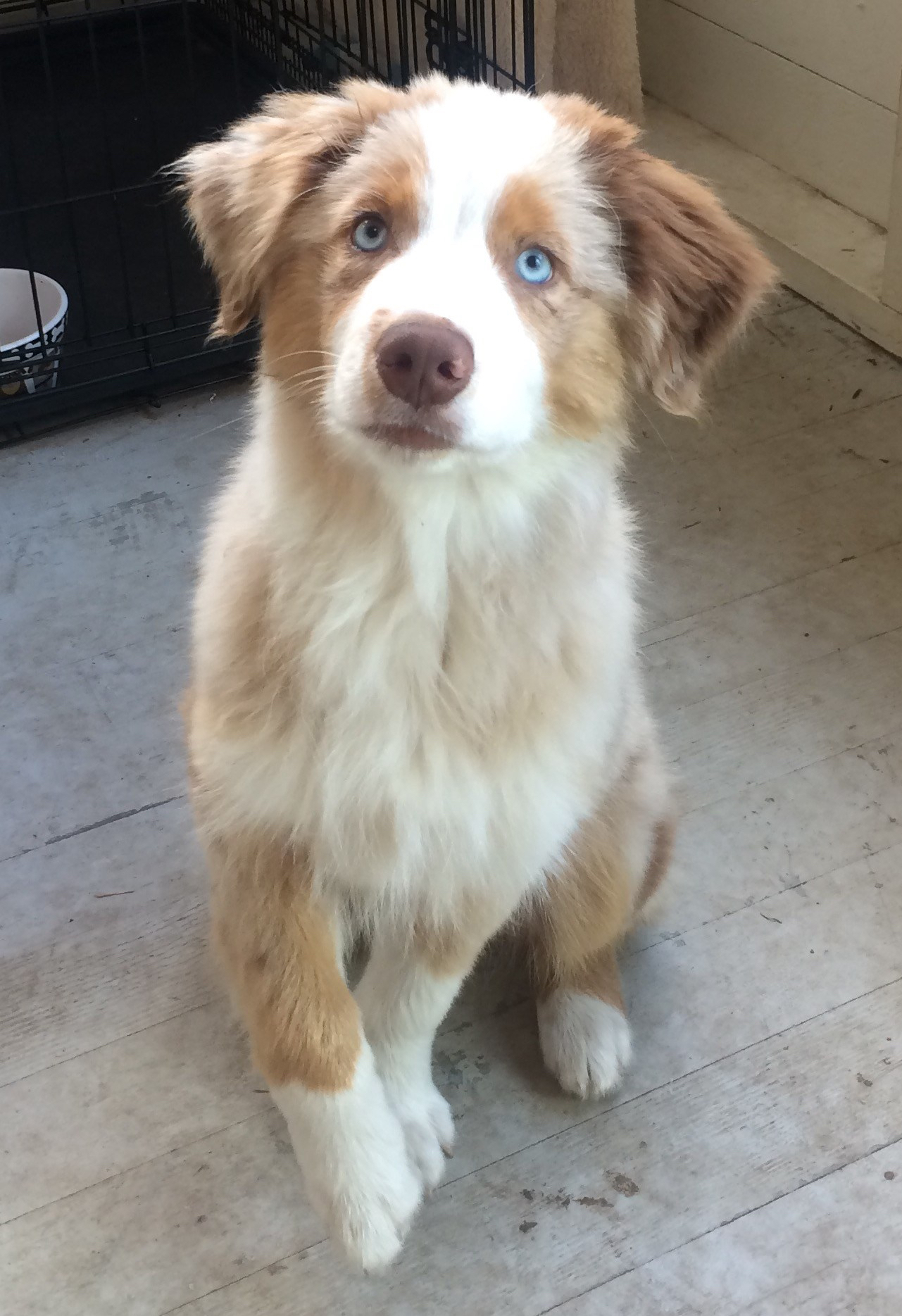 Greenwood Acres Kennel – Miniature American Shepherds
