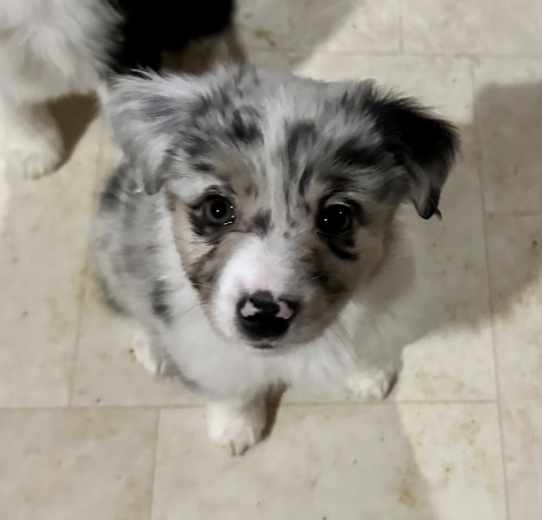 AVAILABLE: – Greenwood Acres Kennel